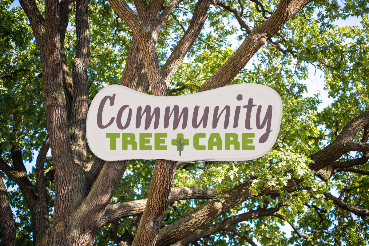 Tree series strives to teach proper care techniques to lengthen lifespan of Illinois trees ...